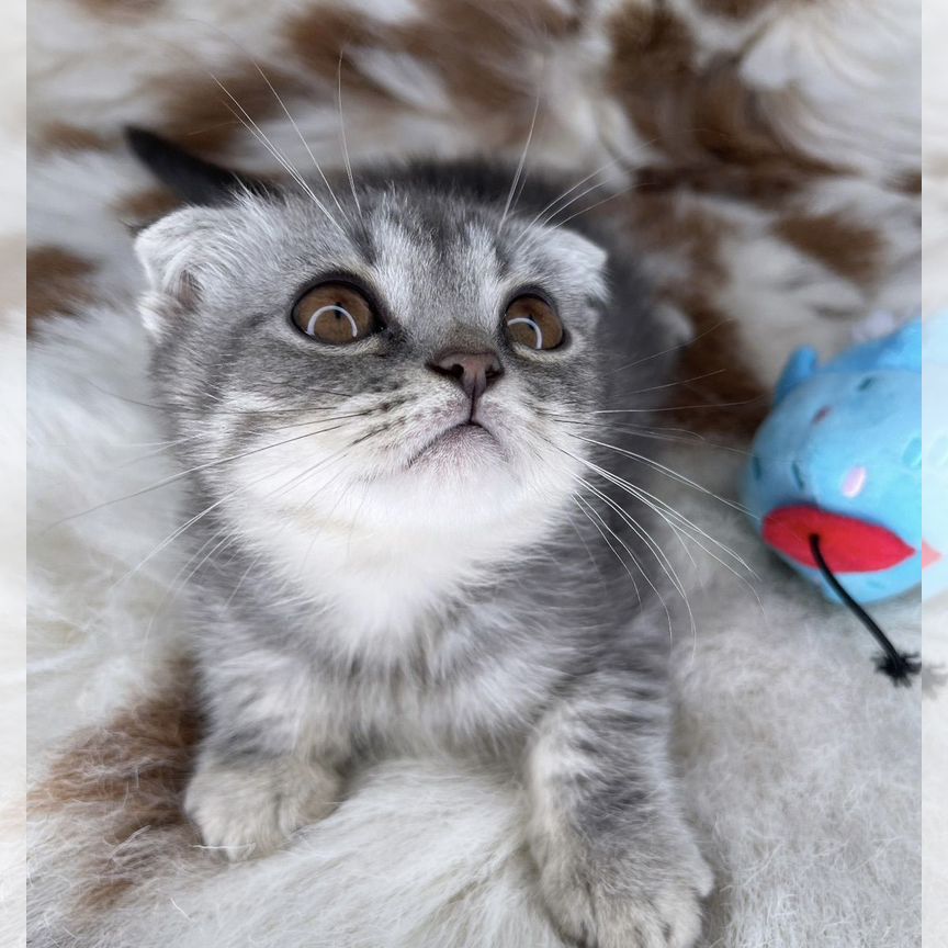 Шотландский вислоухий котенок