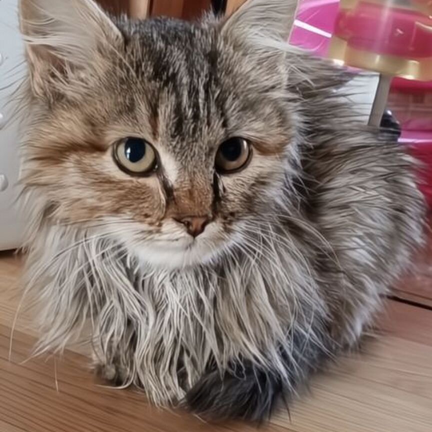Котенок