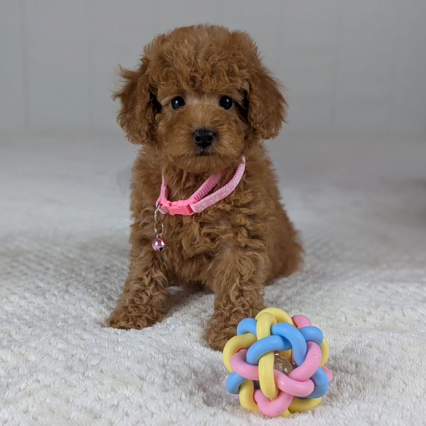 Пудель той девочка РКФ красная