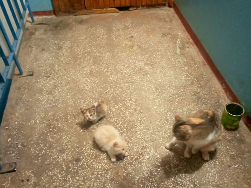 Котята в добрые руки даром бесплатно