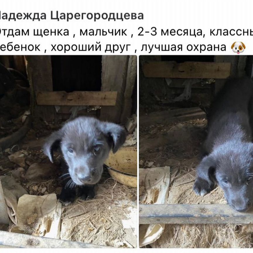 Щенок в добрые руки