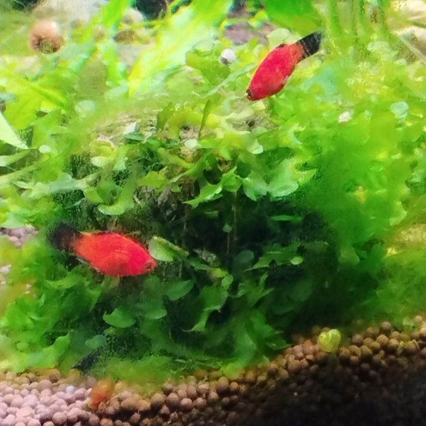 Пецилии красные ассорти