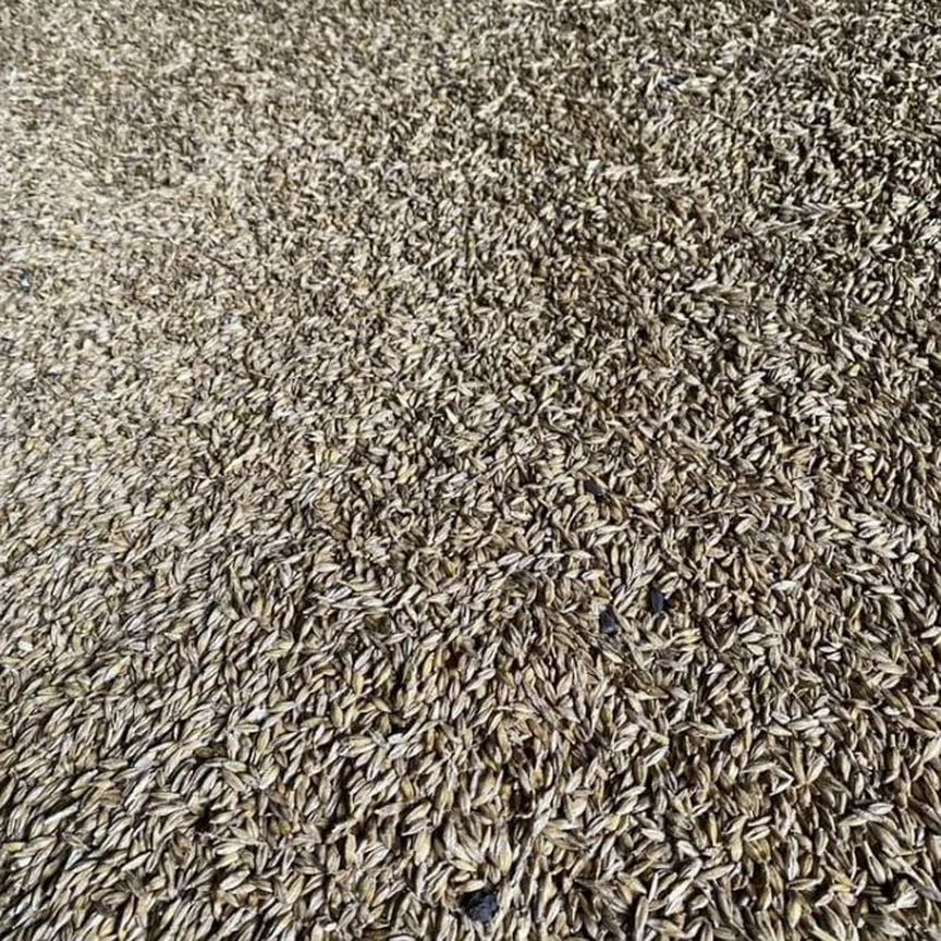 Ячмень от поставщика