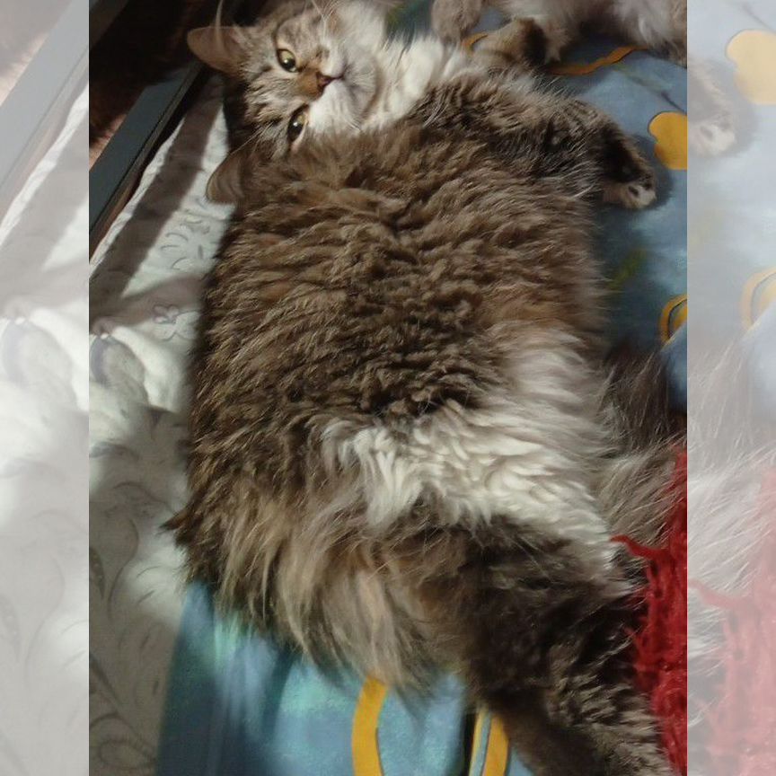 Ориентальный котёнок