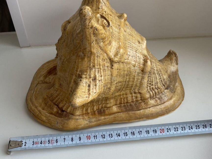 Морская раковина Кассис корнута