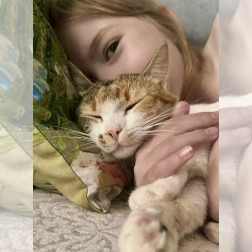 Кошкав добрые руки