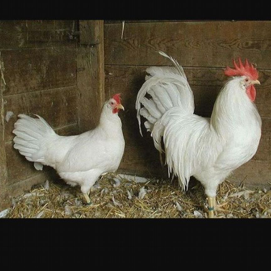 Куры несушки