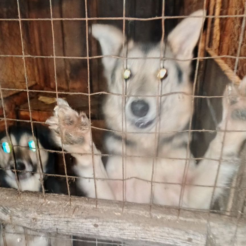 Взрослый пёс в добрые руки