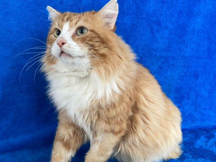 Норвежская лесная кошка