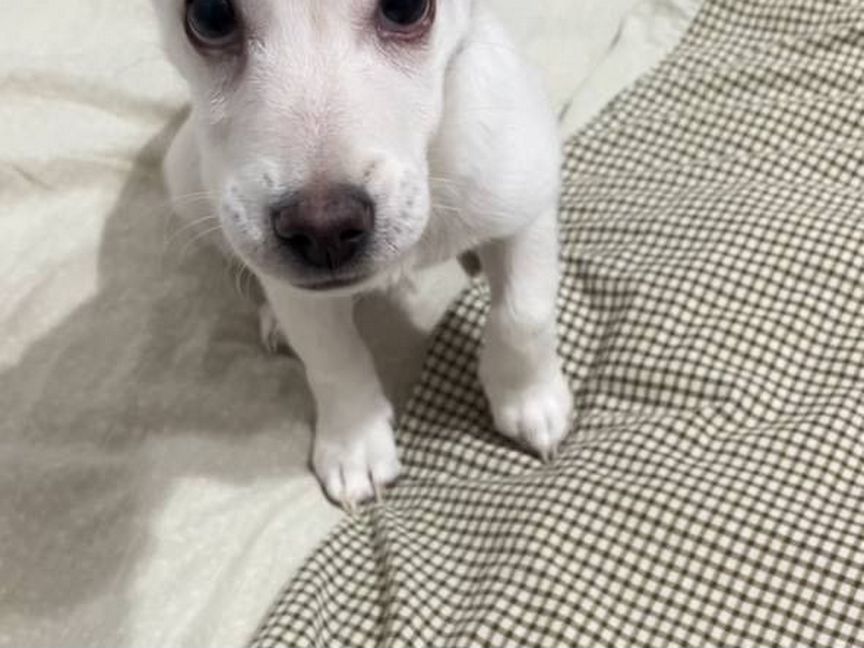 Умный щенок