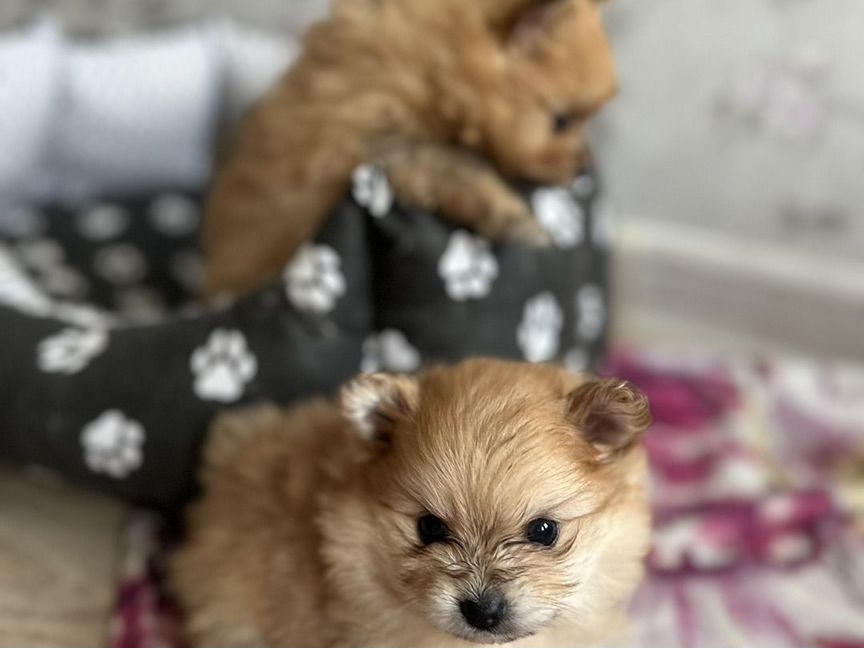 Щенки щпица