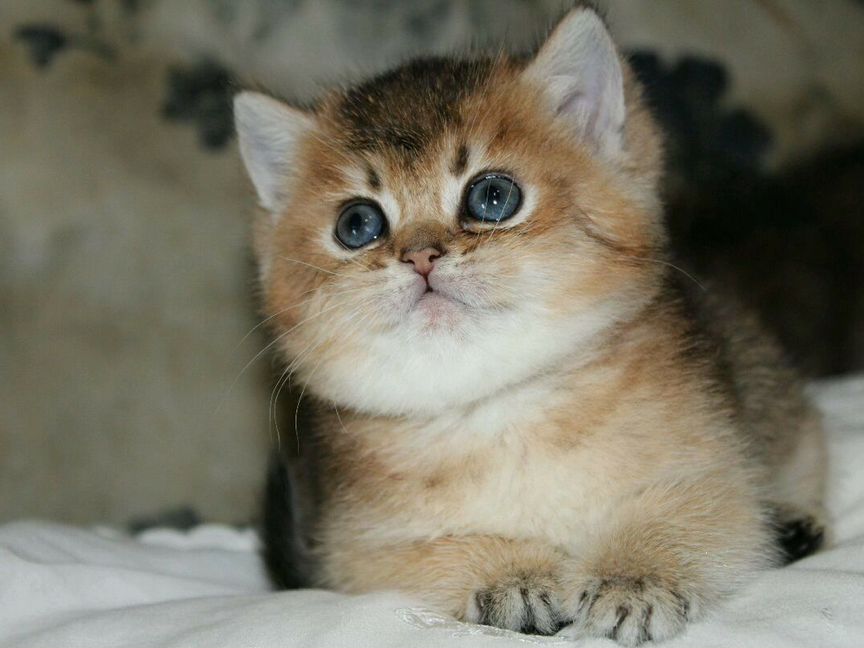 Шикарные котята золотой шиншиллы
