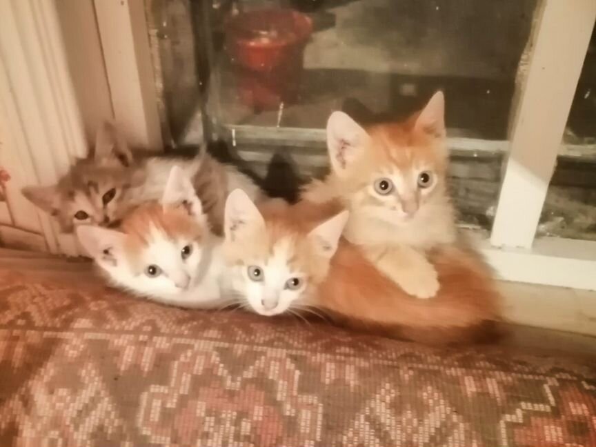 Ищу передержку для котят