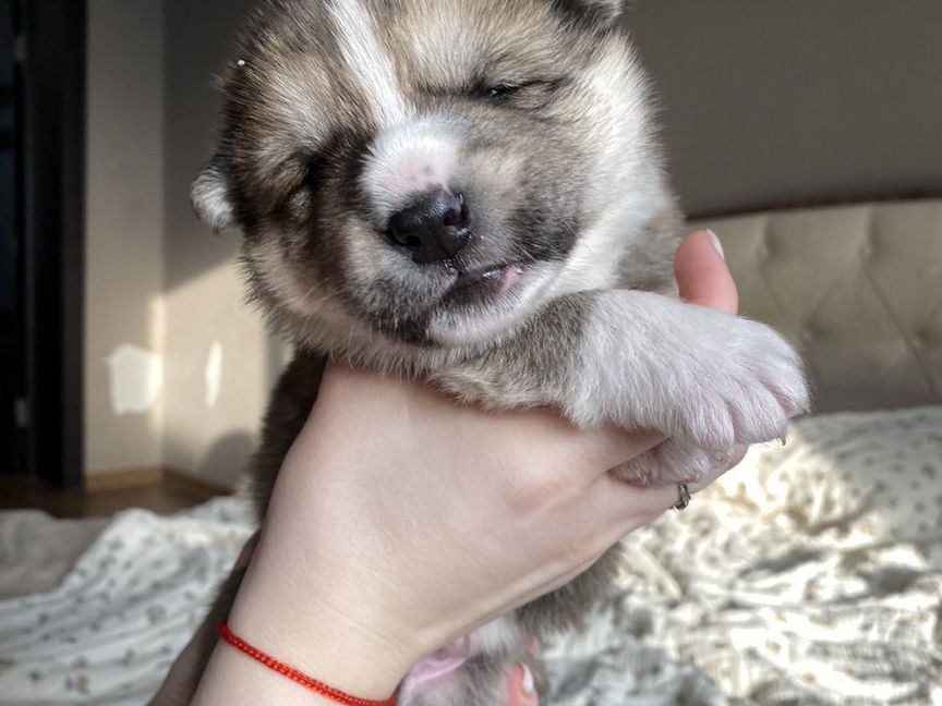 Щенки американской акиты