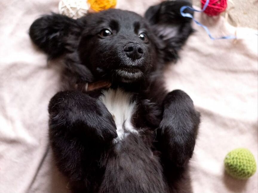 Щенок от маленькой собаки