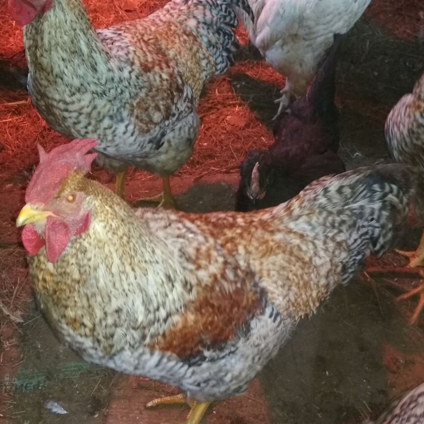 Петухи породы пушкинская и билефельдер