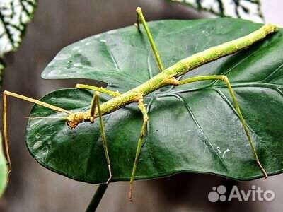 Аннамский палочник