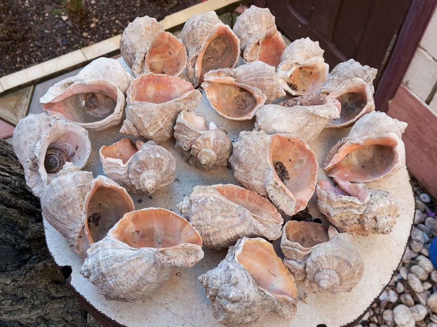 Ракушка рапана