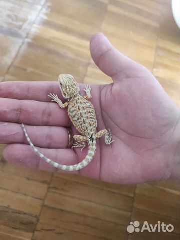 Бородатая агама малыши