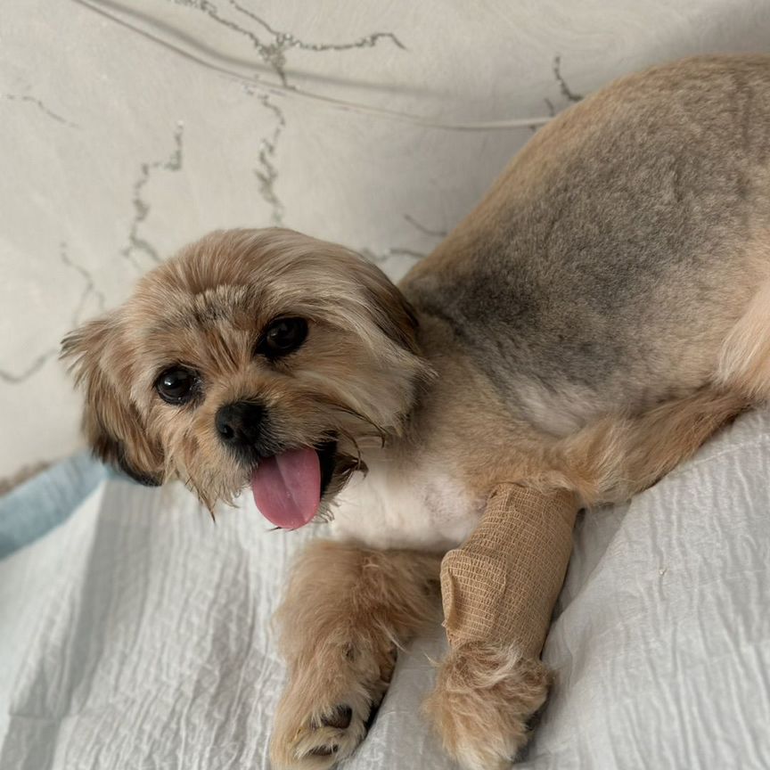 Щенок в добрые руки