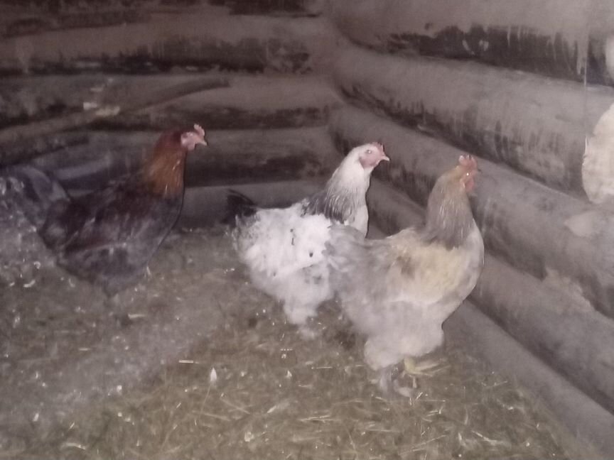 Молодые петухи