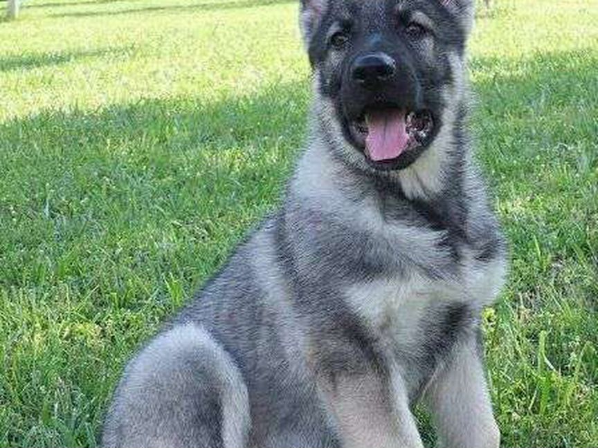 Немецкая овчарка кто отдаст