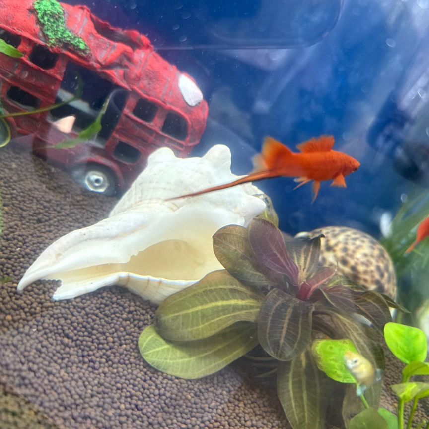 Красный меченосец (Xiphophorus hellerii)