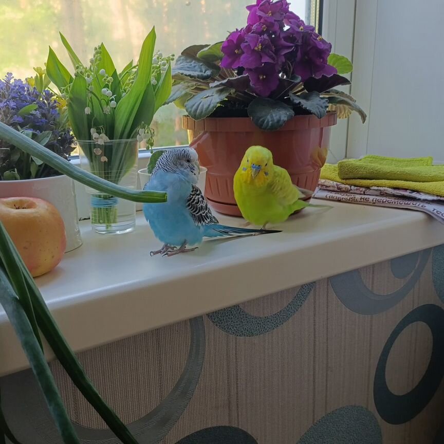 Два волнистых попугая с клеткой