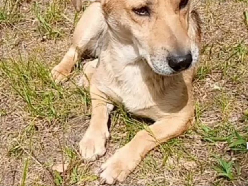 Собака в добрые руки отдам бесплатно