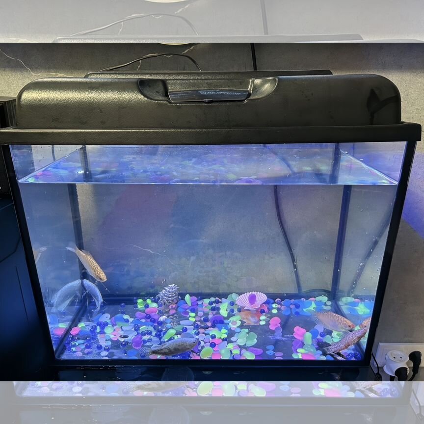 Аквариум с рыбками