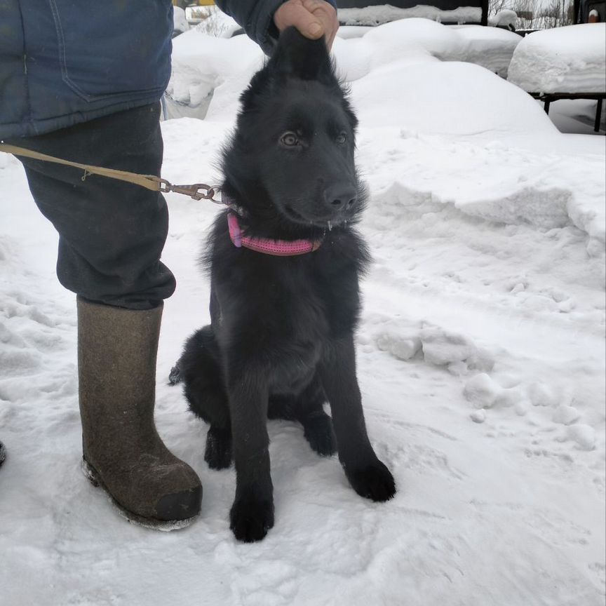 Немецкая овчарка, щенок