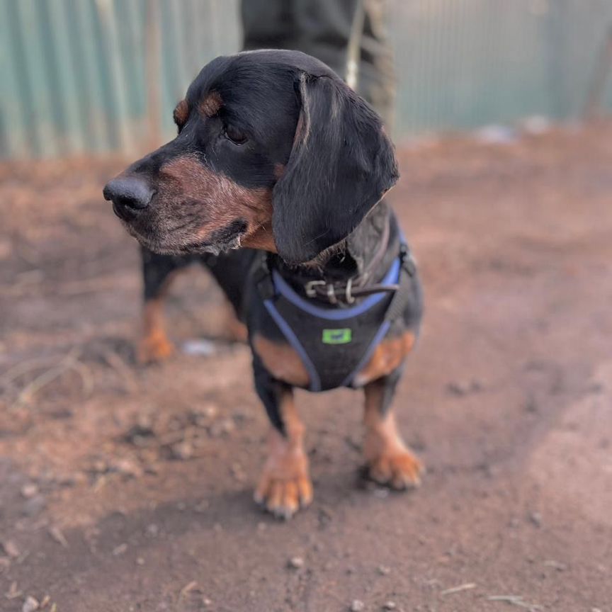 Такса в добрые руки бесплатно