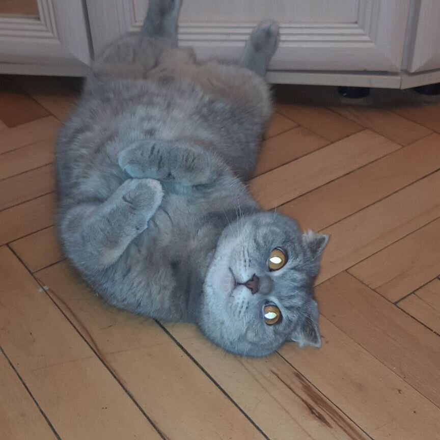 Шотландская вислоухая кошка стерилизованная