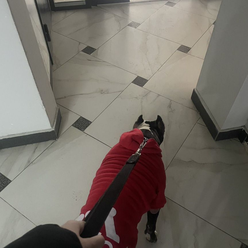 Питбуль в добрые руки