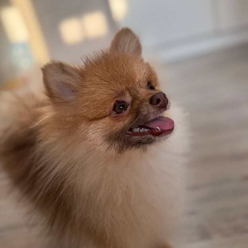 Померанский шпиц, щенок