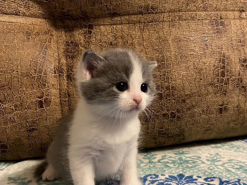 Британские котята