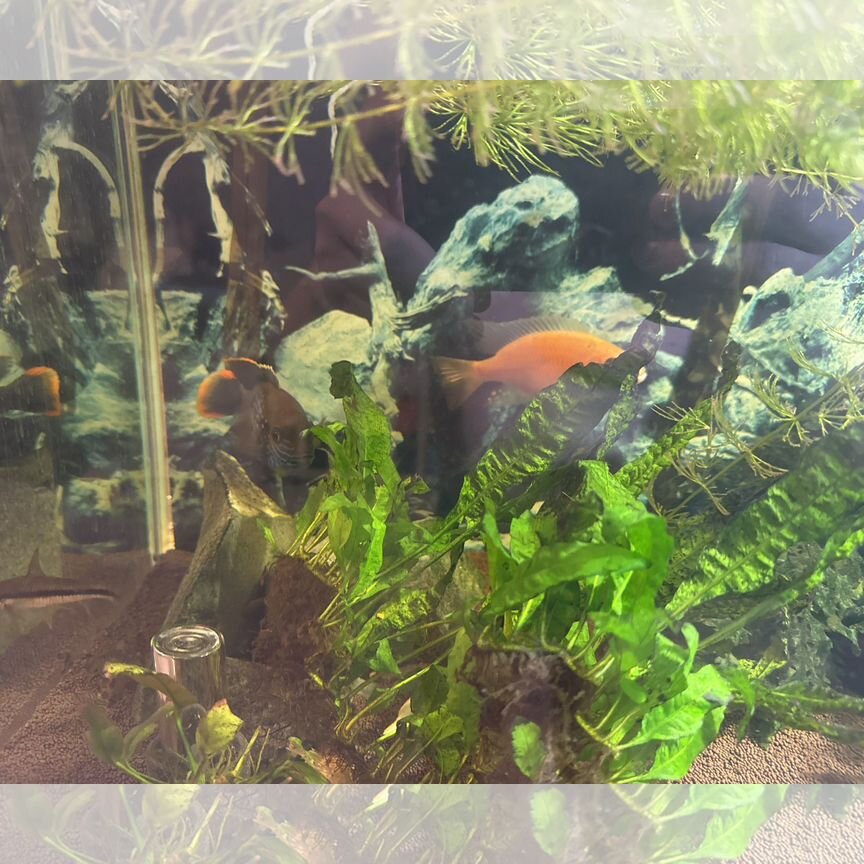 Аквариум 2шт по100 л, аквариумные рыбы, растения