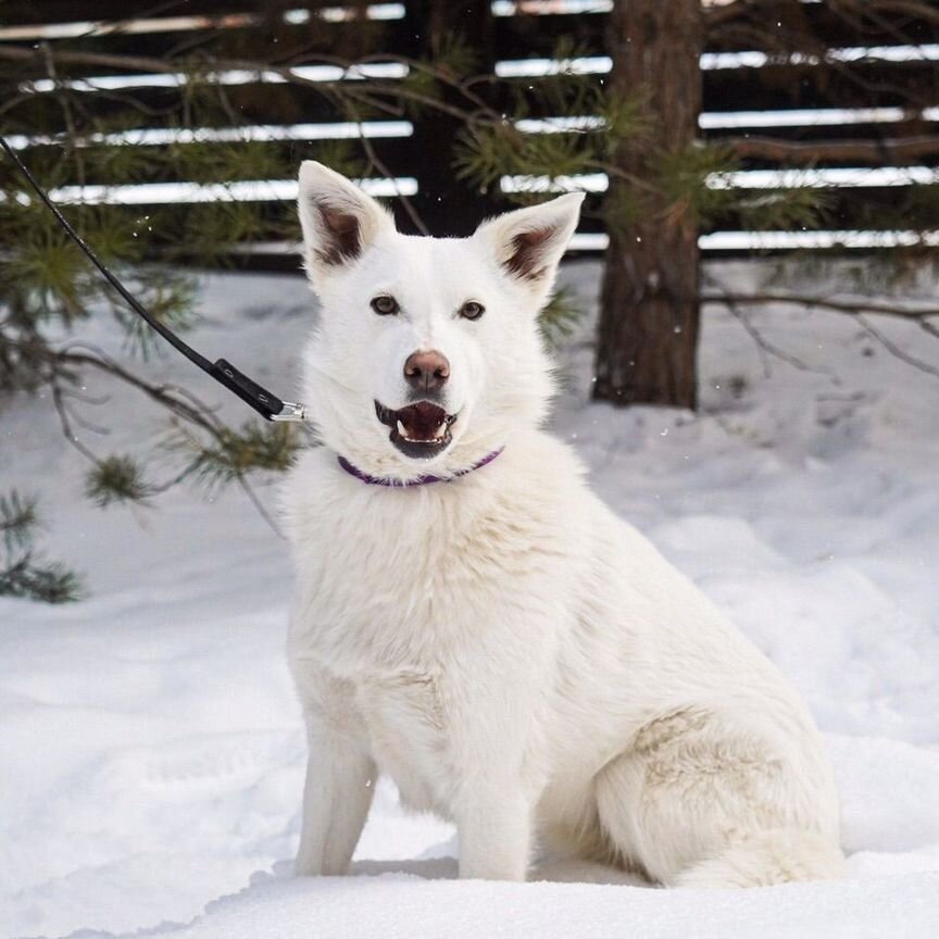 Щенок 10 мес в добрые руки