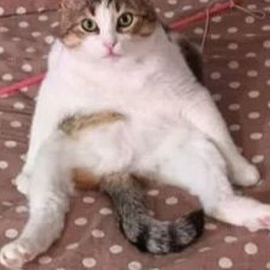 Кот Ромео, доставка до дома
