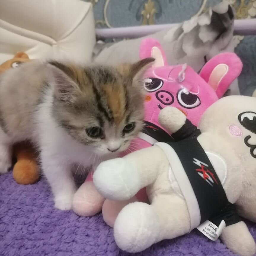 Котята 1 мес. Кушают все. За пачку корма