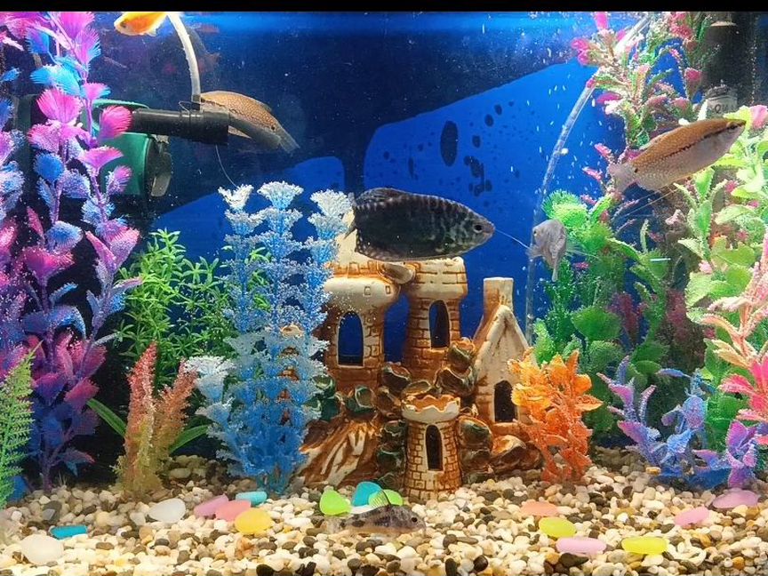 Аквариум с оборудованием, тумбой и рыбками