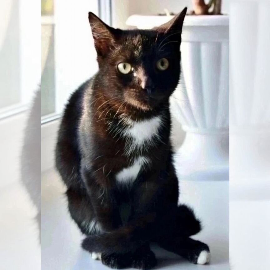 Взрослый кот от частного владельца