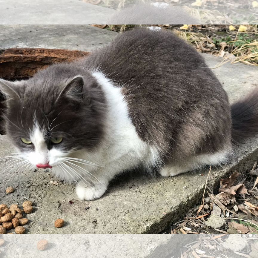 Шикарный котик ищет дом