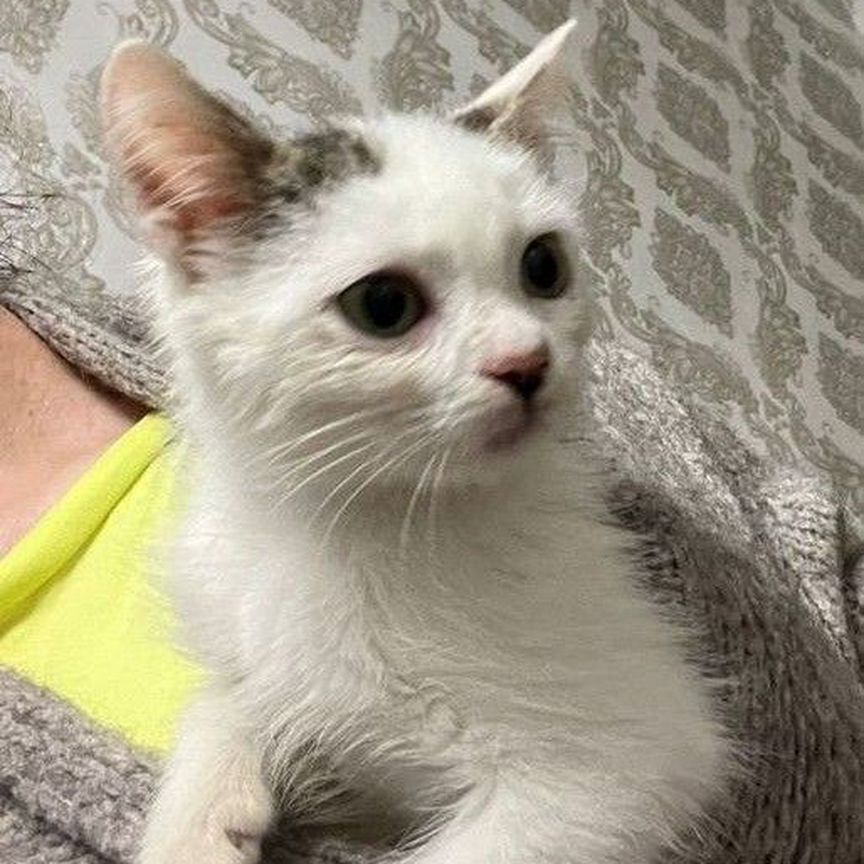 Котенок в добрые руки