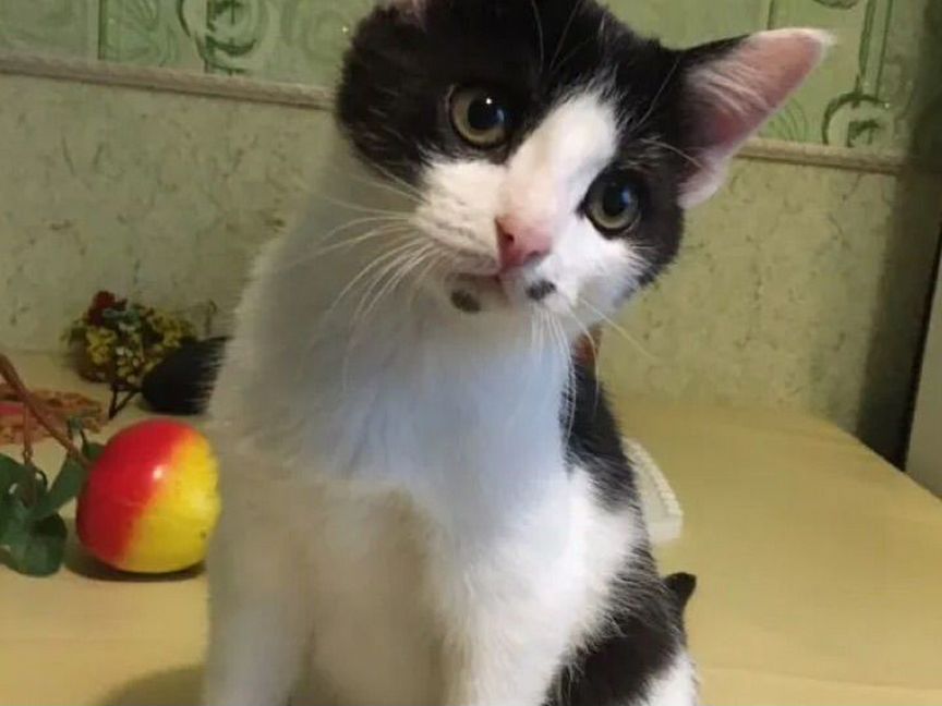 Котенок Бимка готов дарить счастье