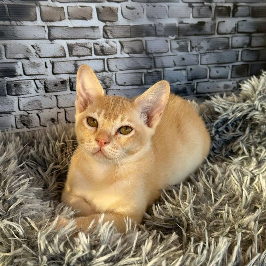 Бурманские котята
