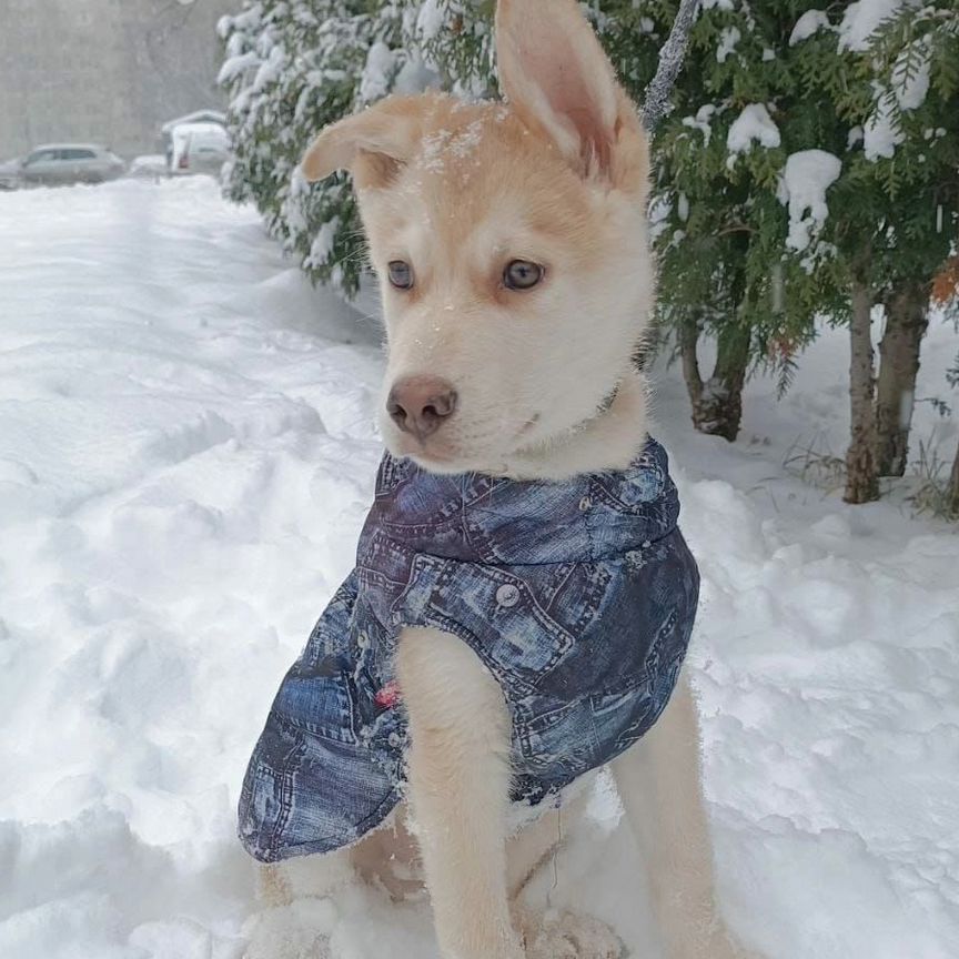 Щенок, чудо на нг