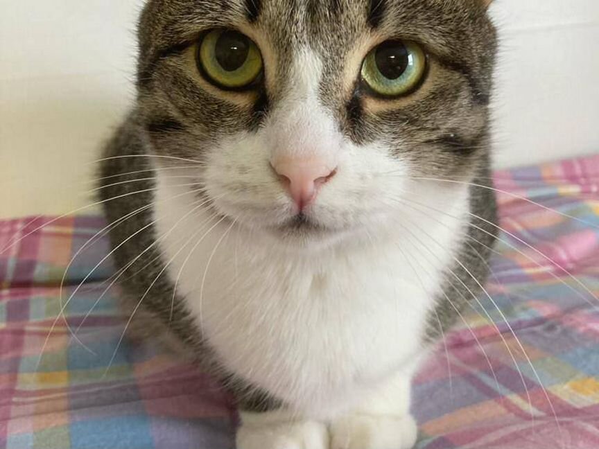 Кошки в добрые руки бесплатно