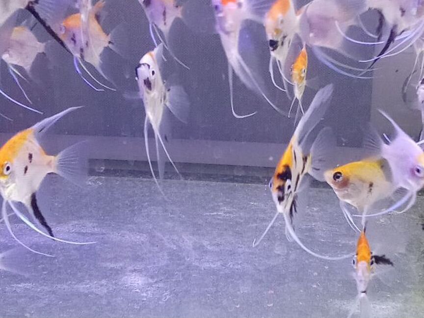 Аквариумные рыбки