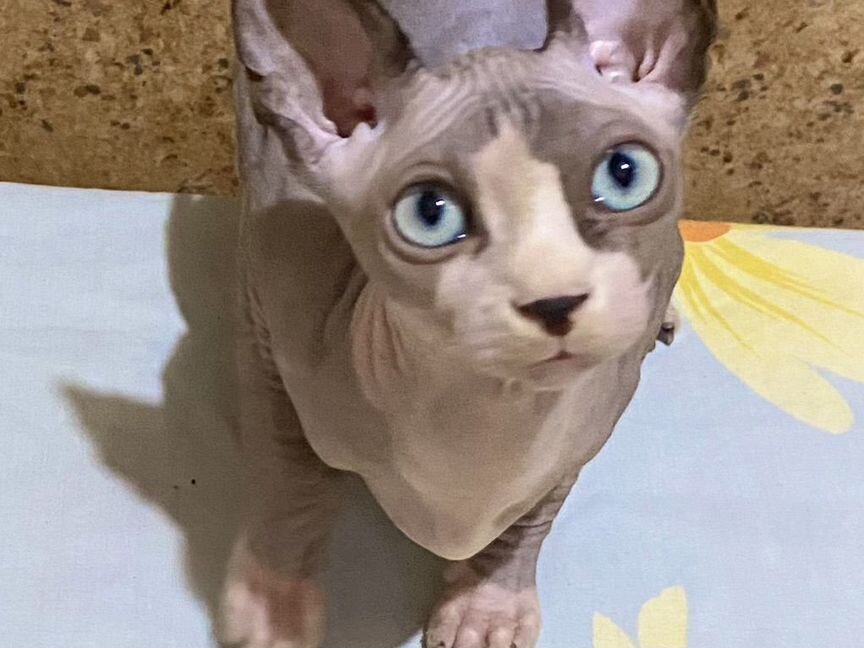 Канадский сфинкс